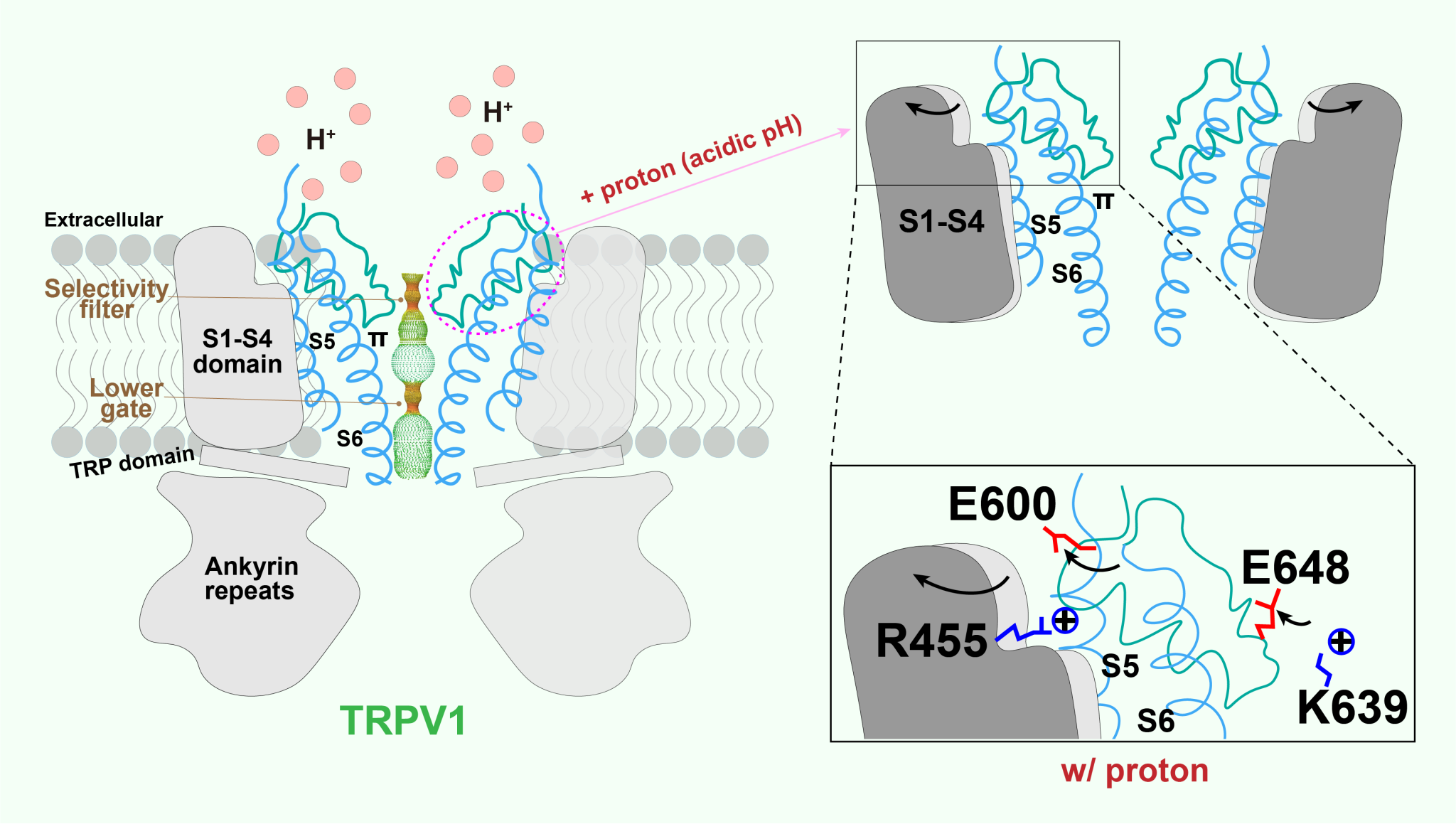 Reseach – heyzhanglab