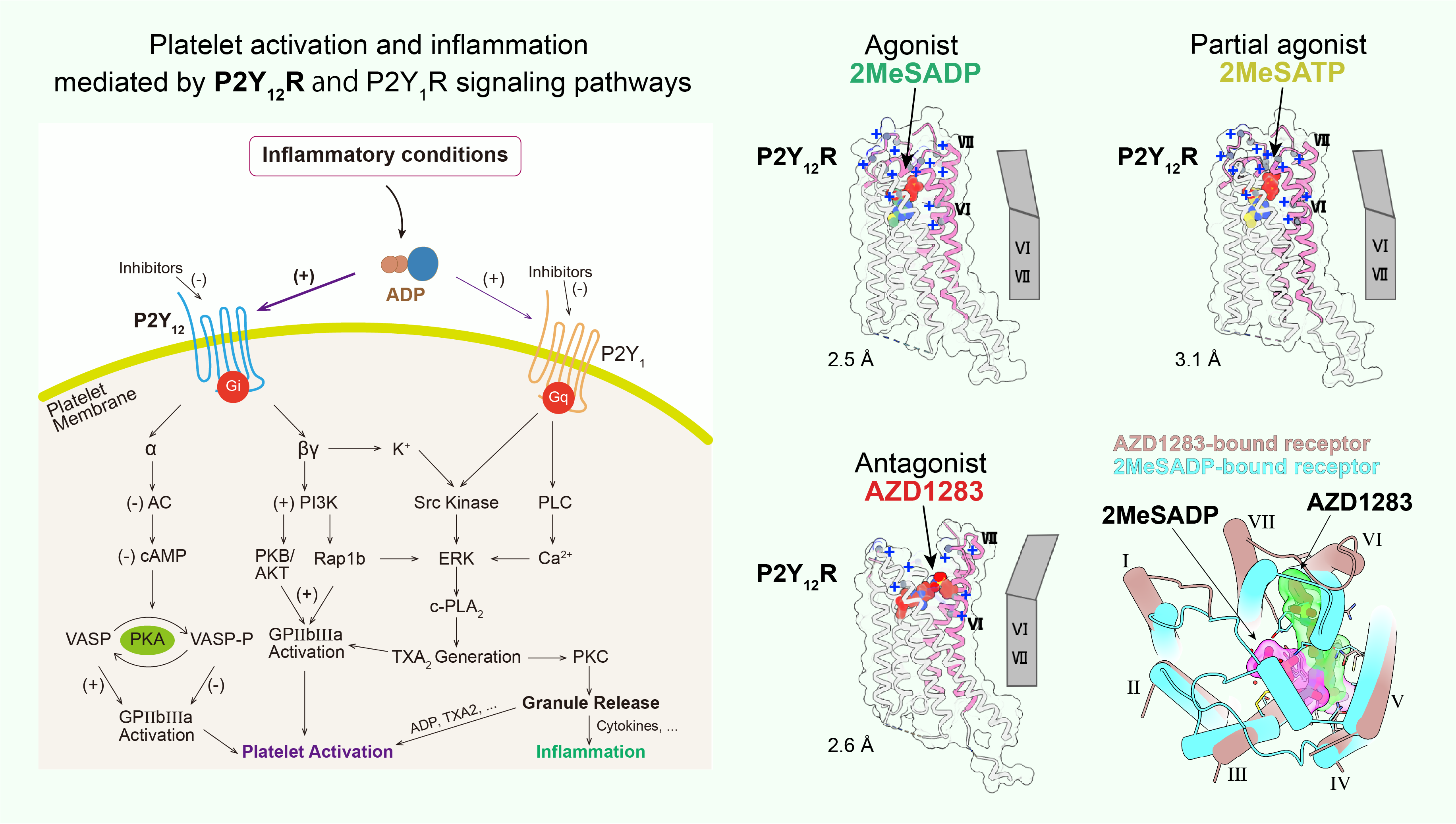 Reseach – heyzhanglab
